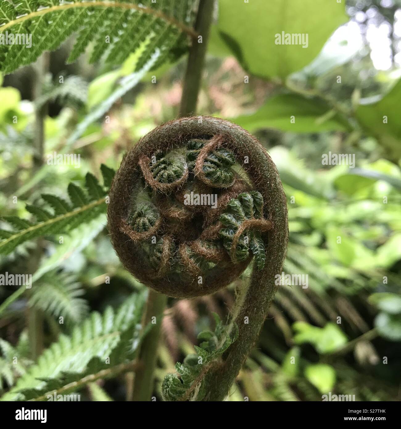 Farn hi-res stock photography and images - Alamy