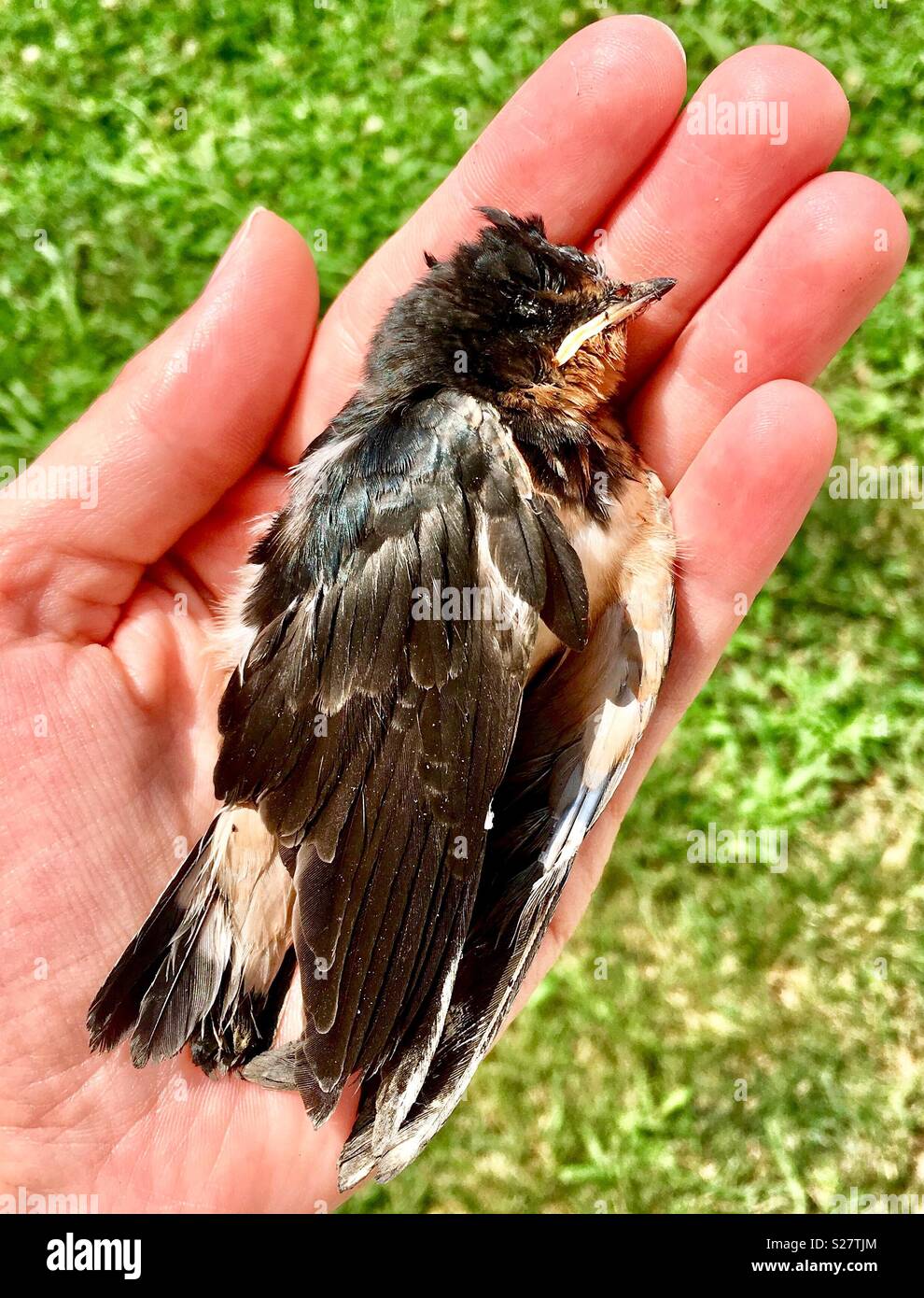 Deceased swallow fledgling in woman’s hand Stock Photo - Alamy