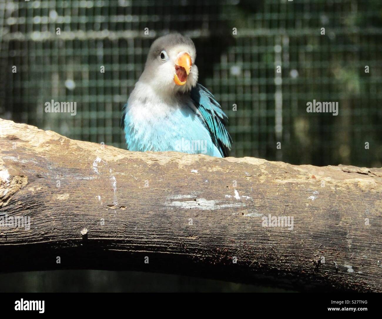 A blue Budgie sitting and chatting on a tree trunk Stock Photo - Alamy