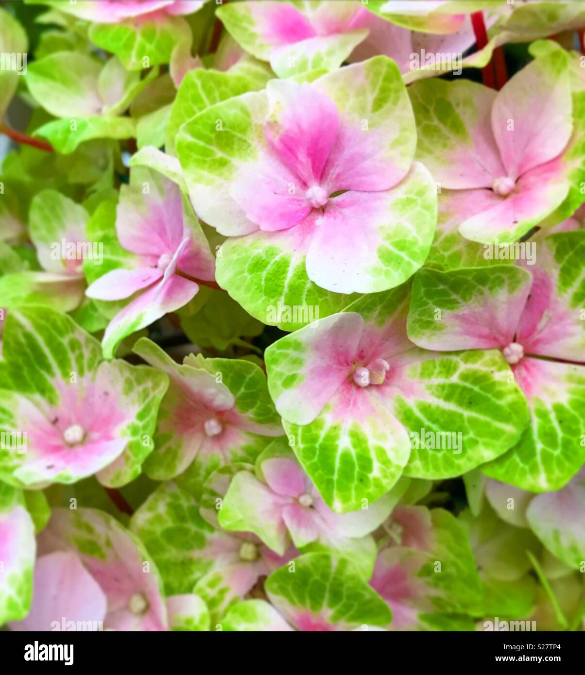 Multi colour hi-res stock photography and images - Alamy