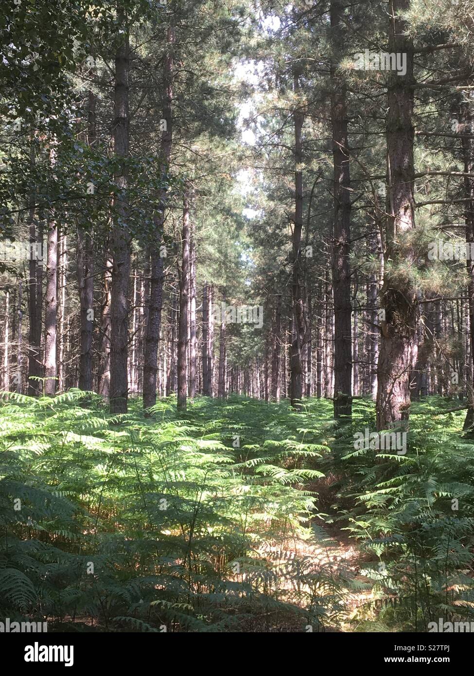 British forest hi-res stock photography and images - Alamy