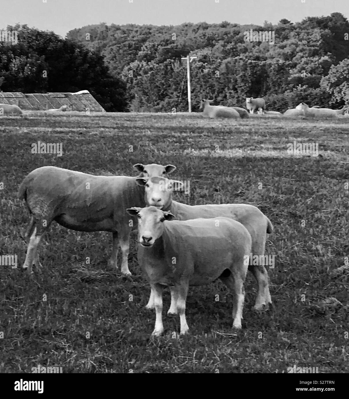 Three sheep with their heads piled up in a field in Deviock, Cornwall ...