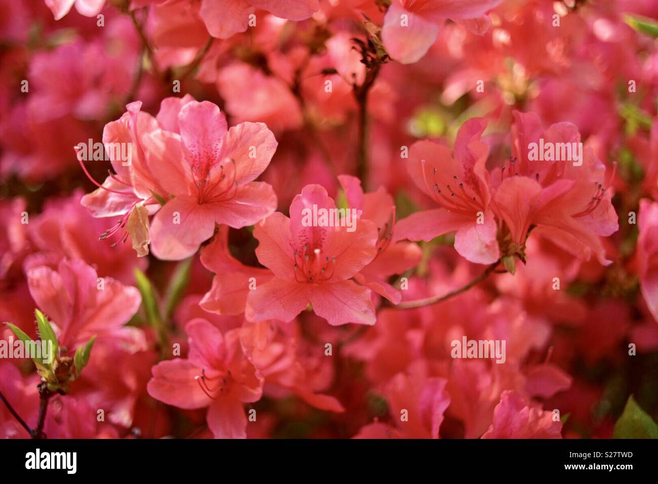 Japanese azaleas hi-res stock photography and images - Alamy