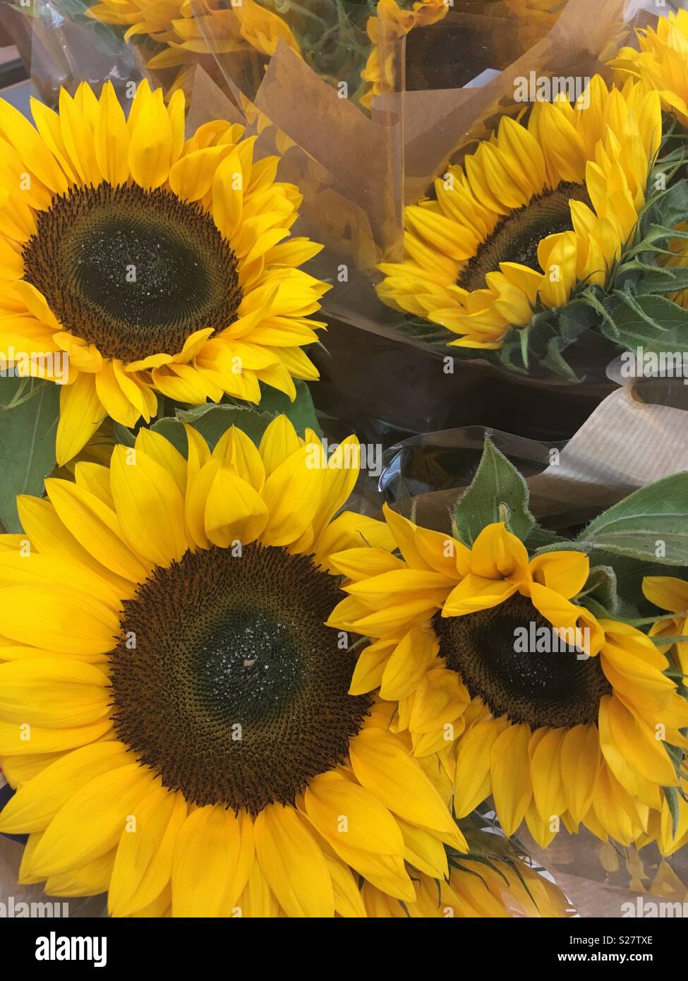 Girasol girasol hi-res stock photography and images - Alamy