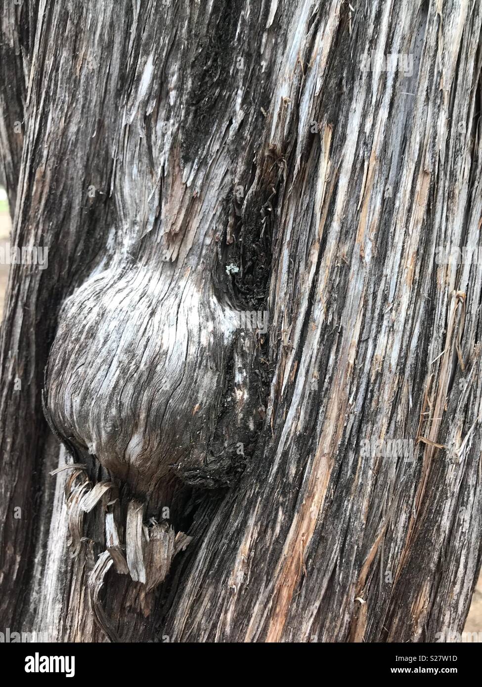 Cedar tree knot Stock Photo - Alamy