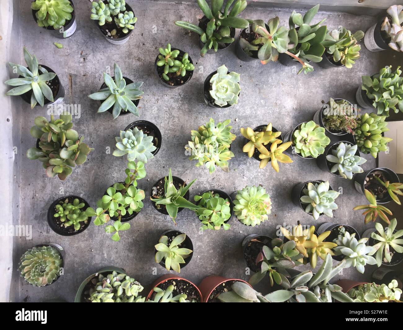 Mini plants hi-res stock photography and images - Alamy