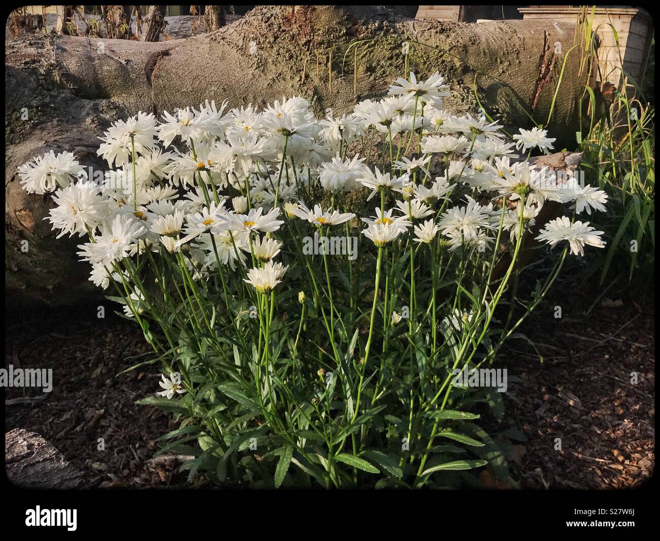 Large clump hi-res stock photography and images - Alamy