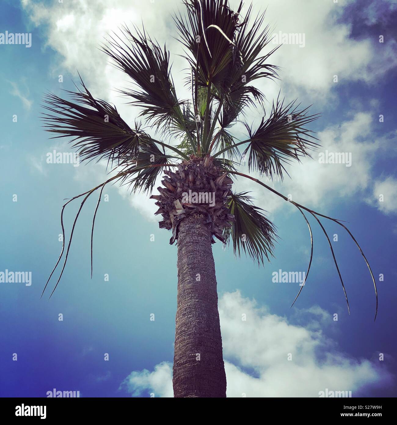 Palm tree blue sky Cyprus Stock Photo - Alamy