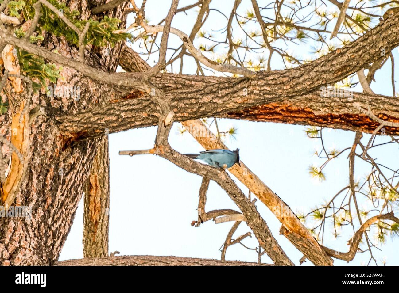 Pretty bird in a tree hi-res stock photography and images - Alamy