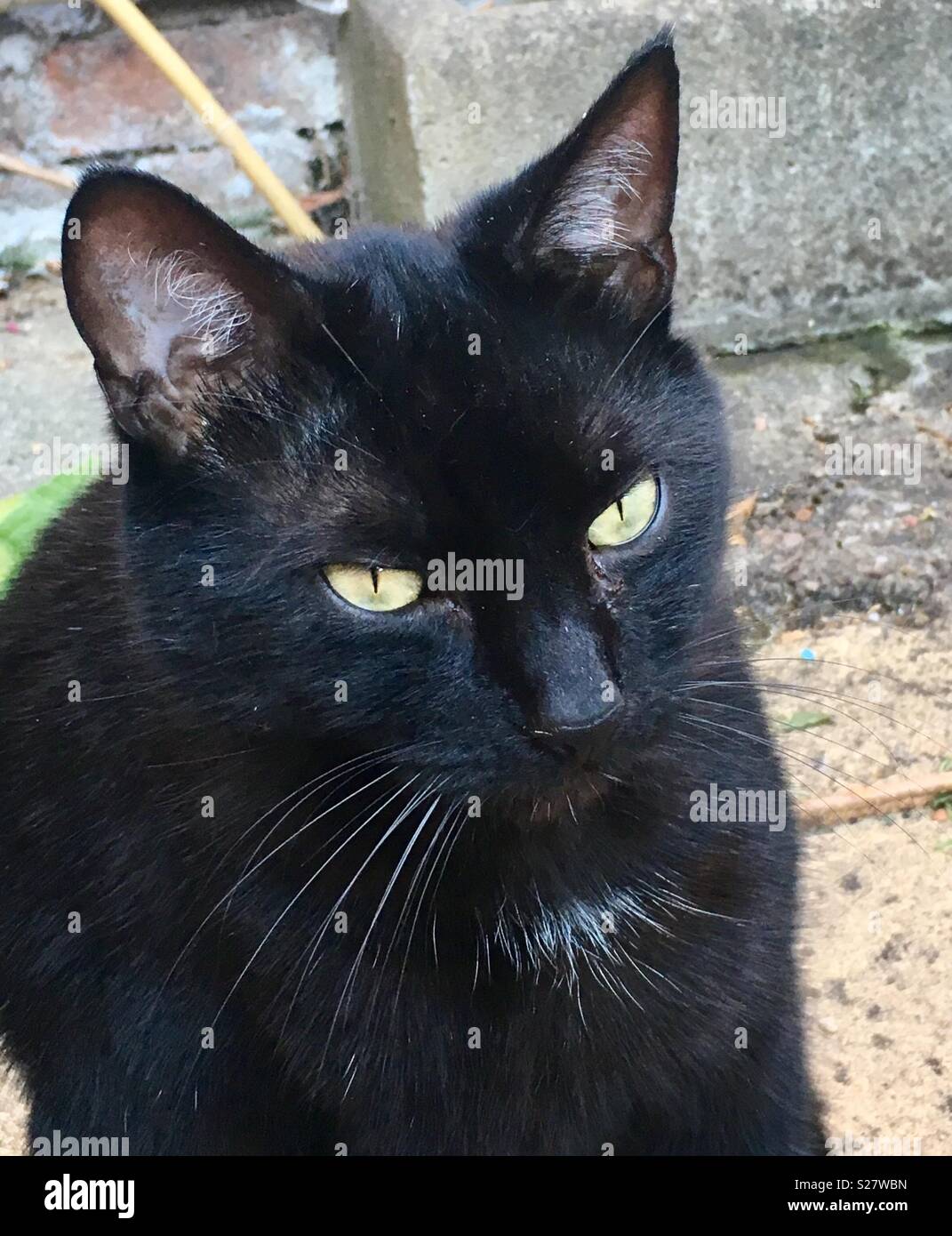 Black cat portrait Stock Photo - Alamy