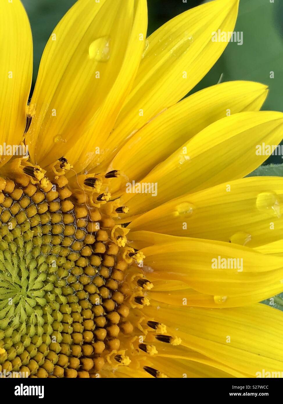 Kissed with dew hi-res stock photography and images - Alamy