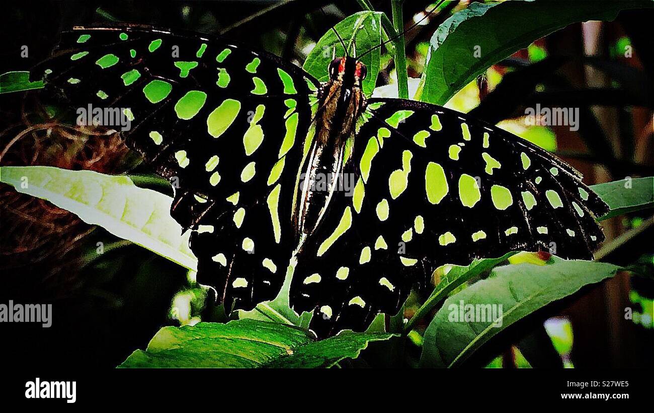 Tailed Jay butterfly Stock Photo - Alamy