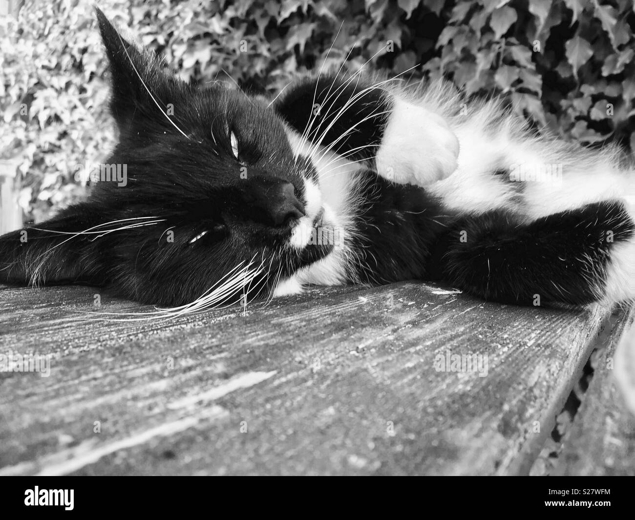 Charlie the cat Stock Photo - Alamy