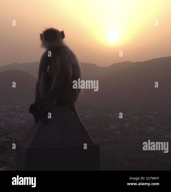 Monkey at sunrise Stock Photo - Alamy