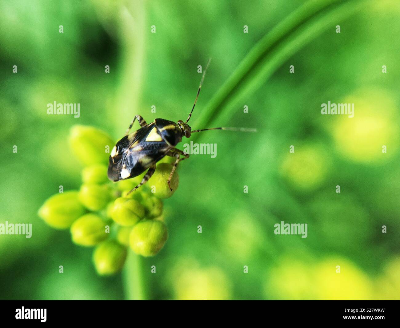 Nettle bug hi-res stock photography and images - Alamy
