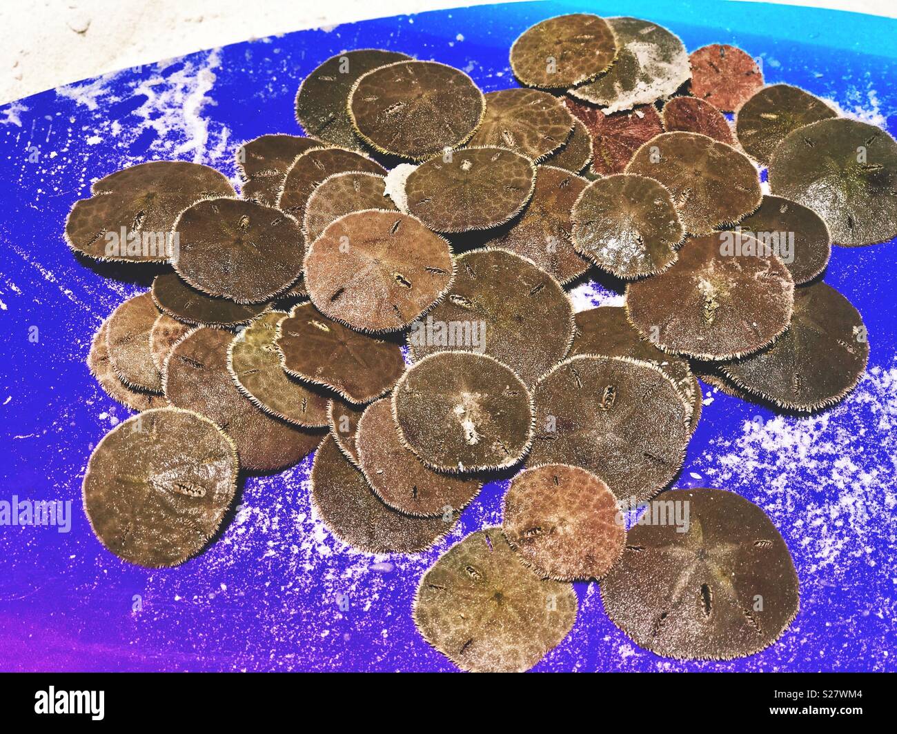 Sand dollars hi-res stock photography and images - Alamy