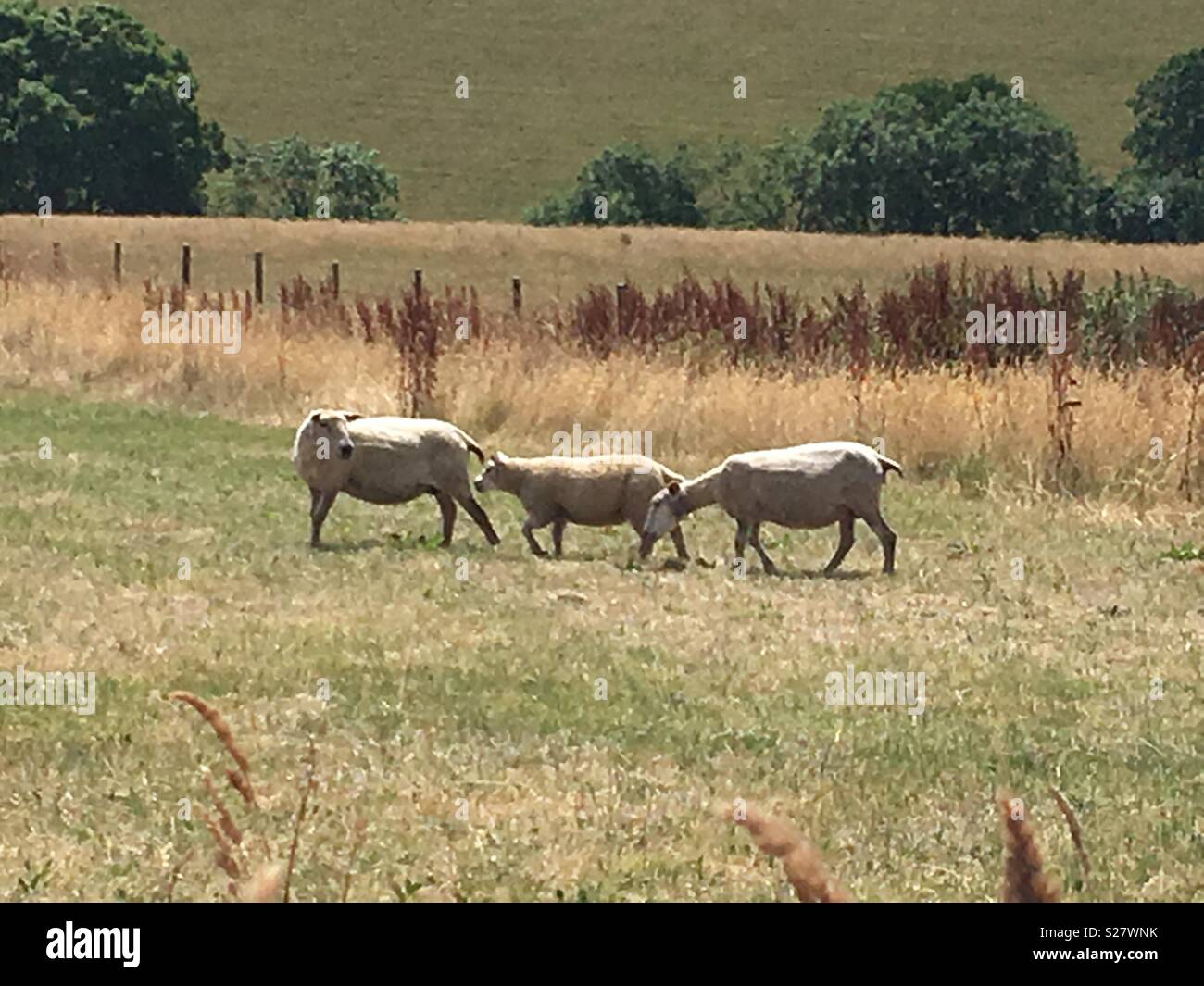 Sheep in a field Stock Photo - Alamy