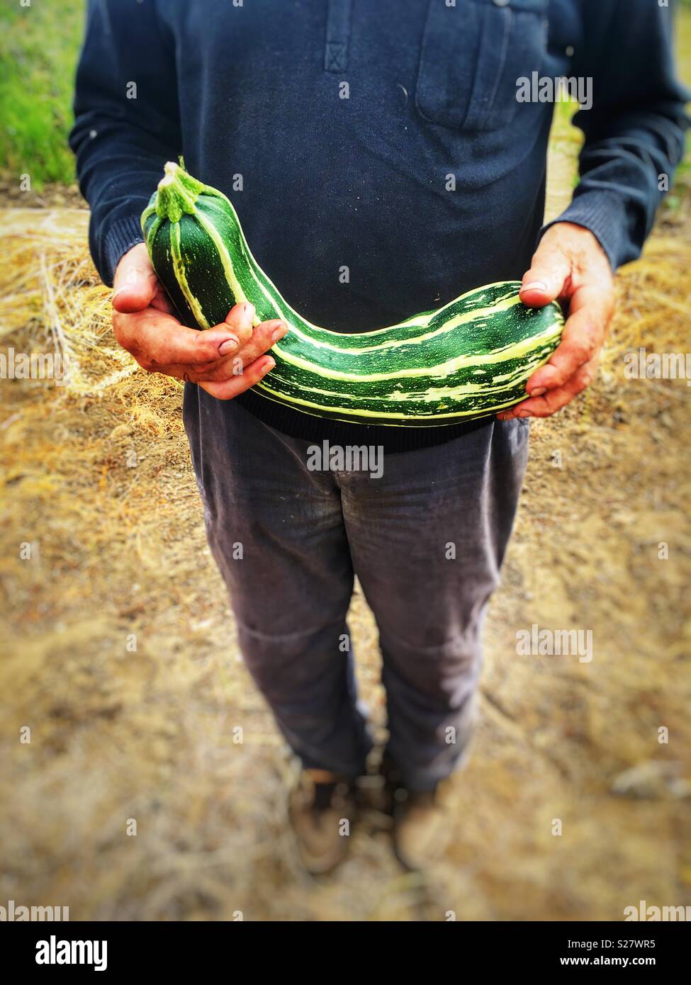 Gardener holding freshly harvested marrow Stock Photo - Alamy