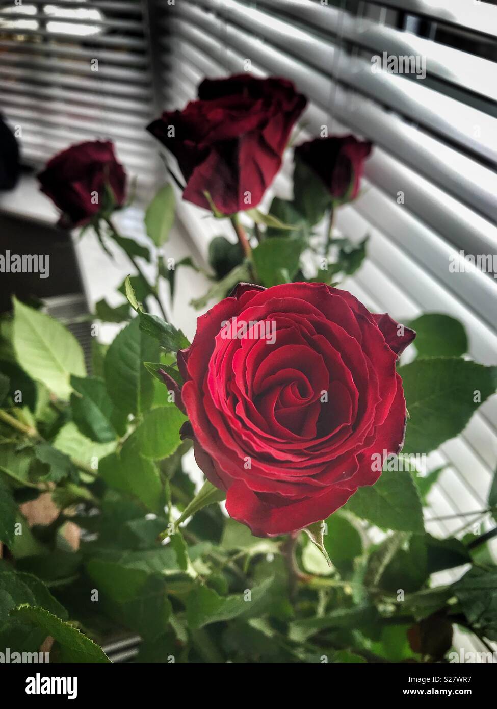 A bunch of red roses on a window with a Venetian blind Stock Photo - Alamy
