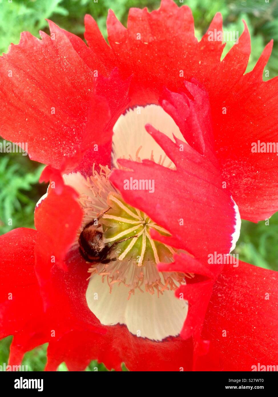 Hidden bee hi-res stock photography and images - Alamy