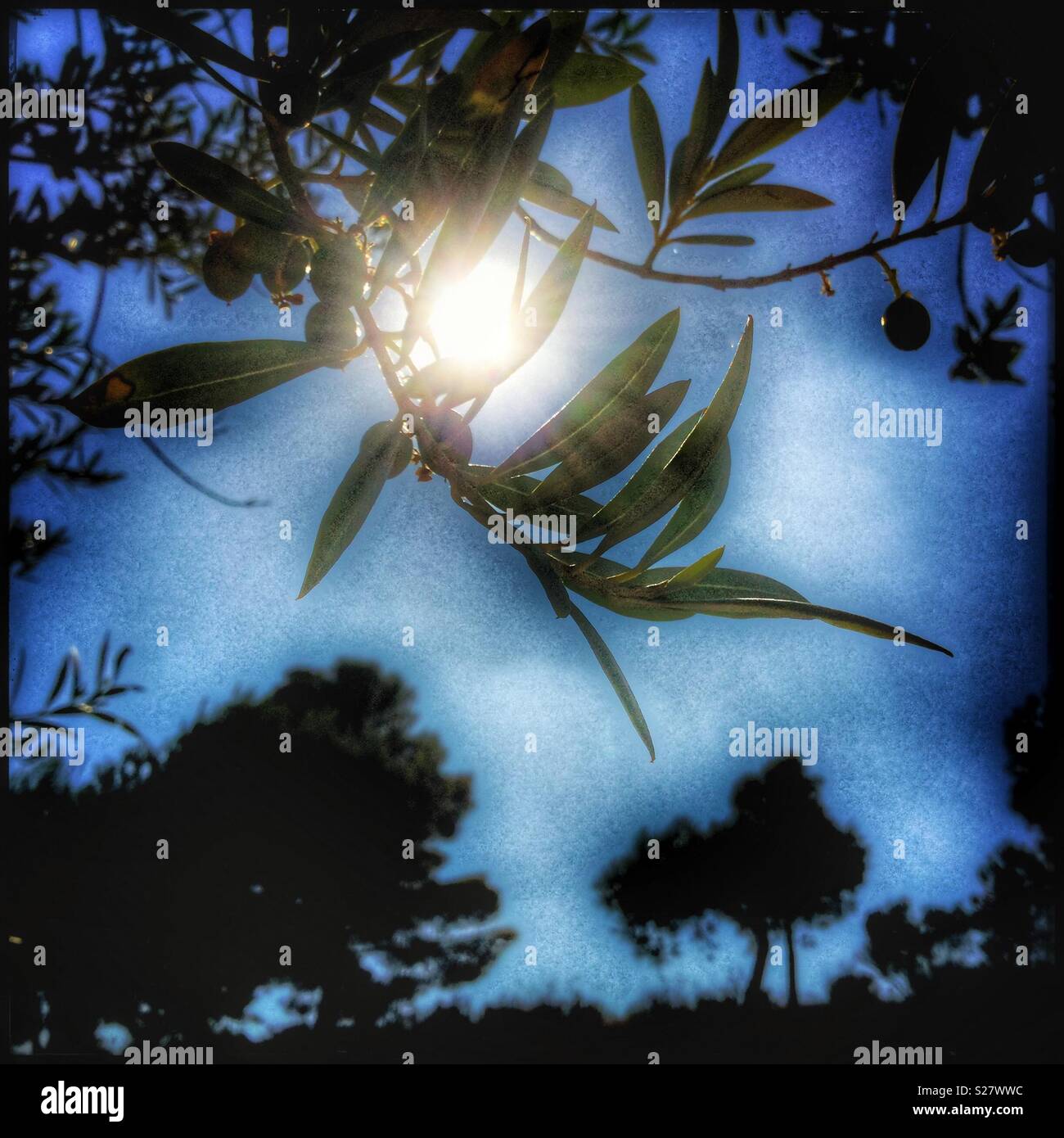 Sunshine and olives, Catalonia, Spain Stock Photo - Alamy