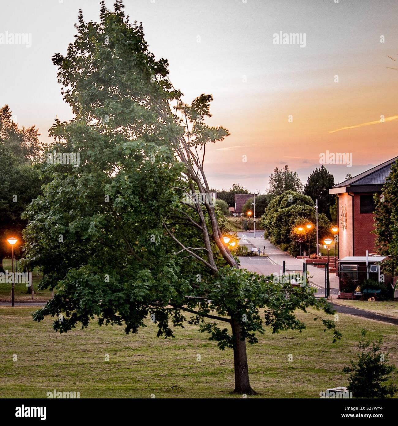 Branches missing hi-res stock photography and images - Alamy