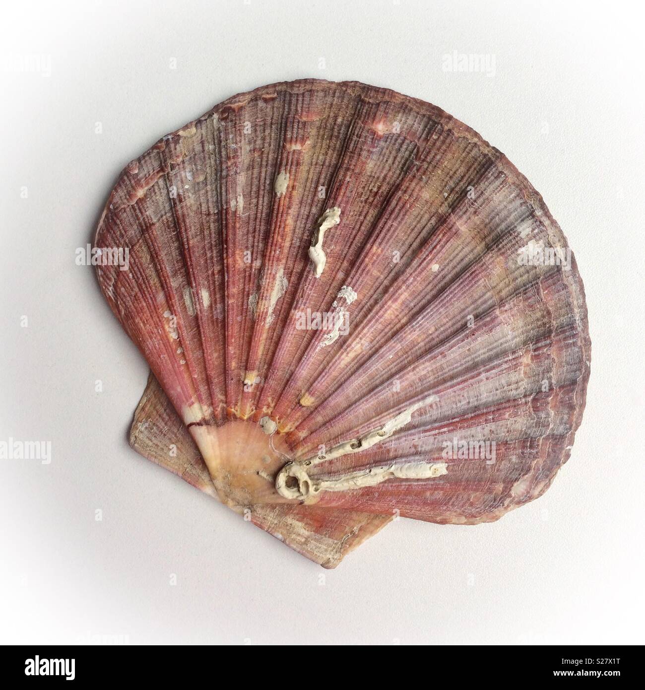 Shell normandy hi-res stock photography and images - Alamy