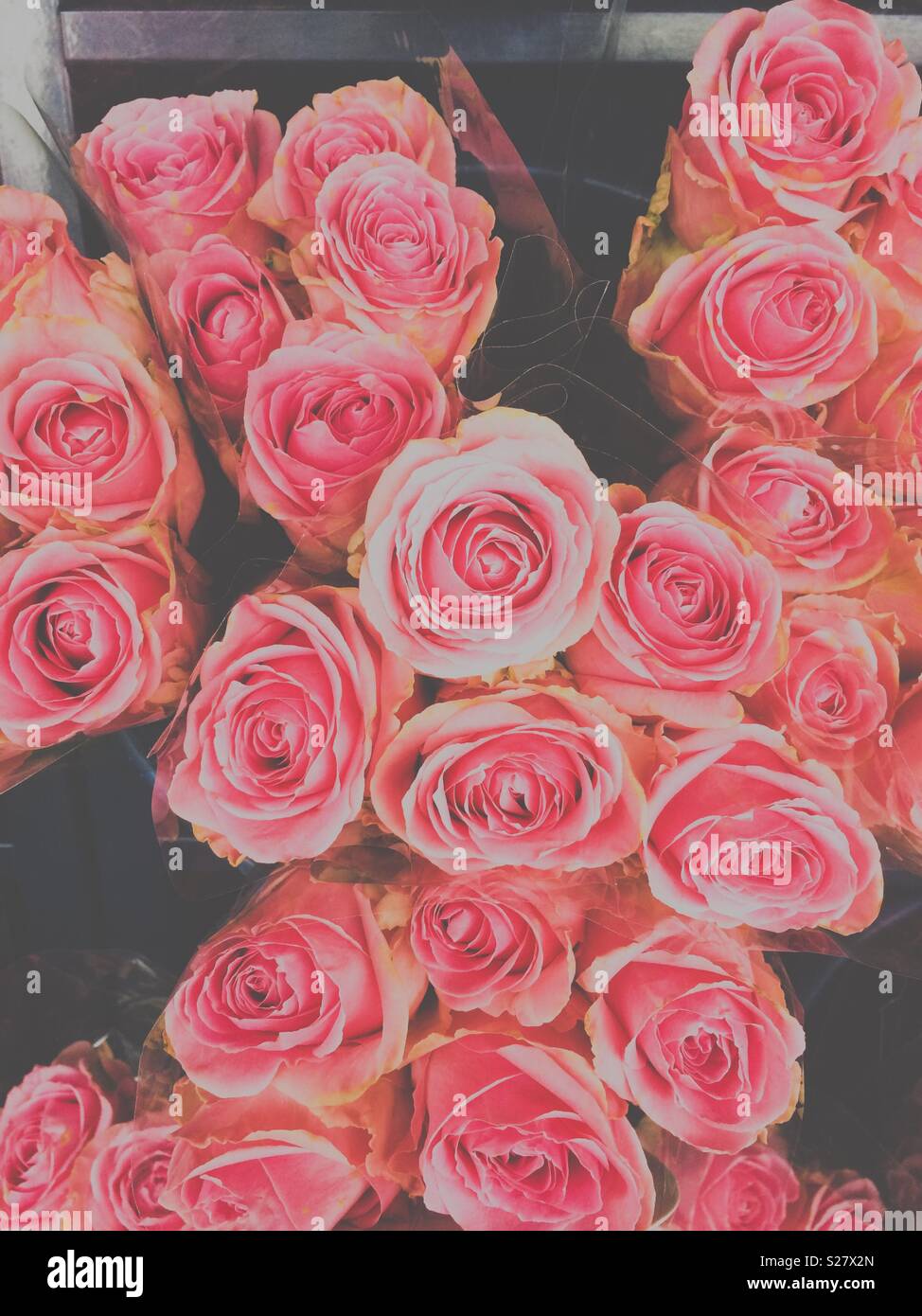 Soft pink roses hi-res stock photography and images - Alamy