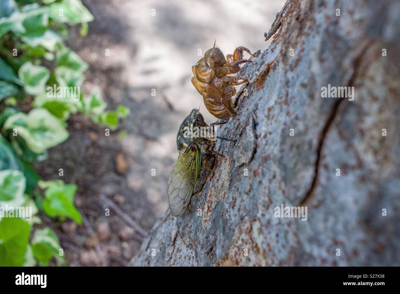 A newly emerged cicada and nymph shell, Japan Stock Photo - Alamy