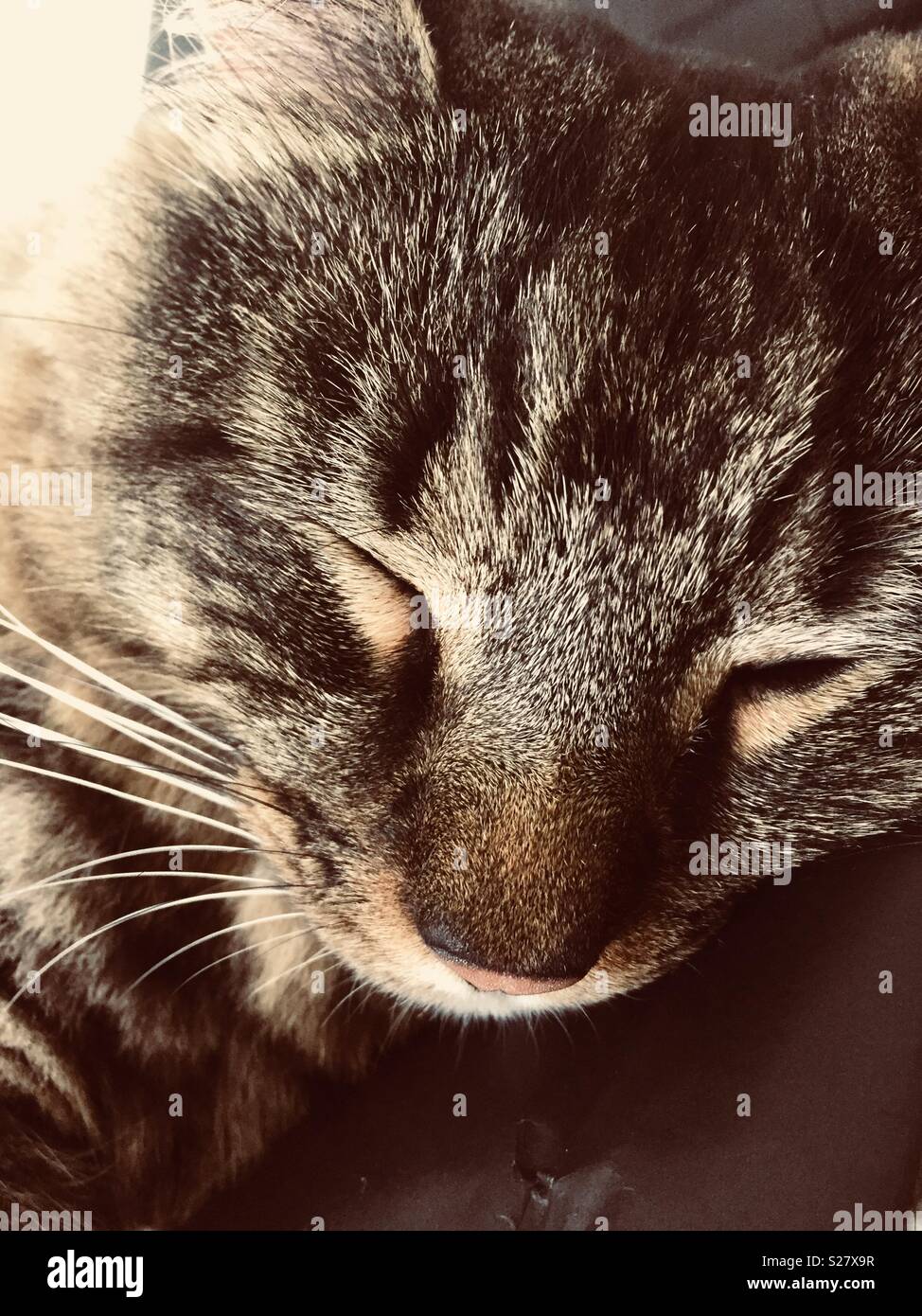 Tabby cat face hi-res stock photography and images - Alamy