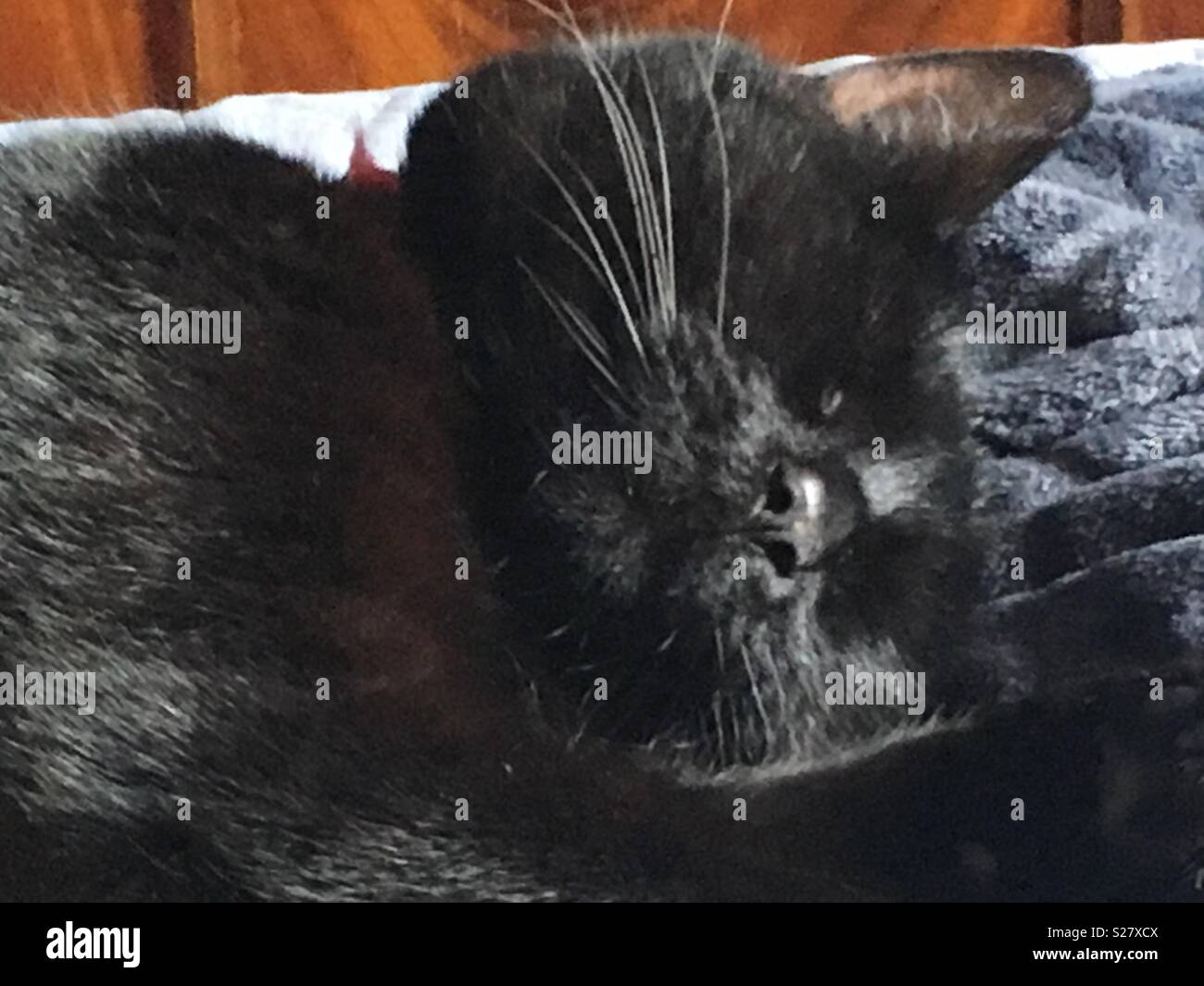 Sleeping black cat hi-res stock photography and images - Alamy