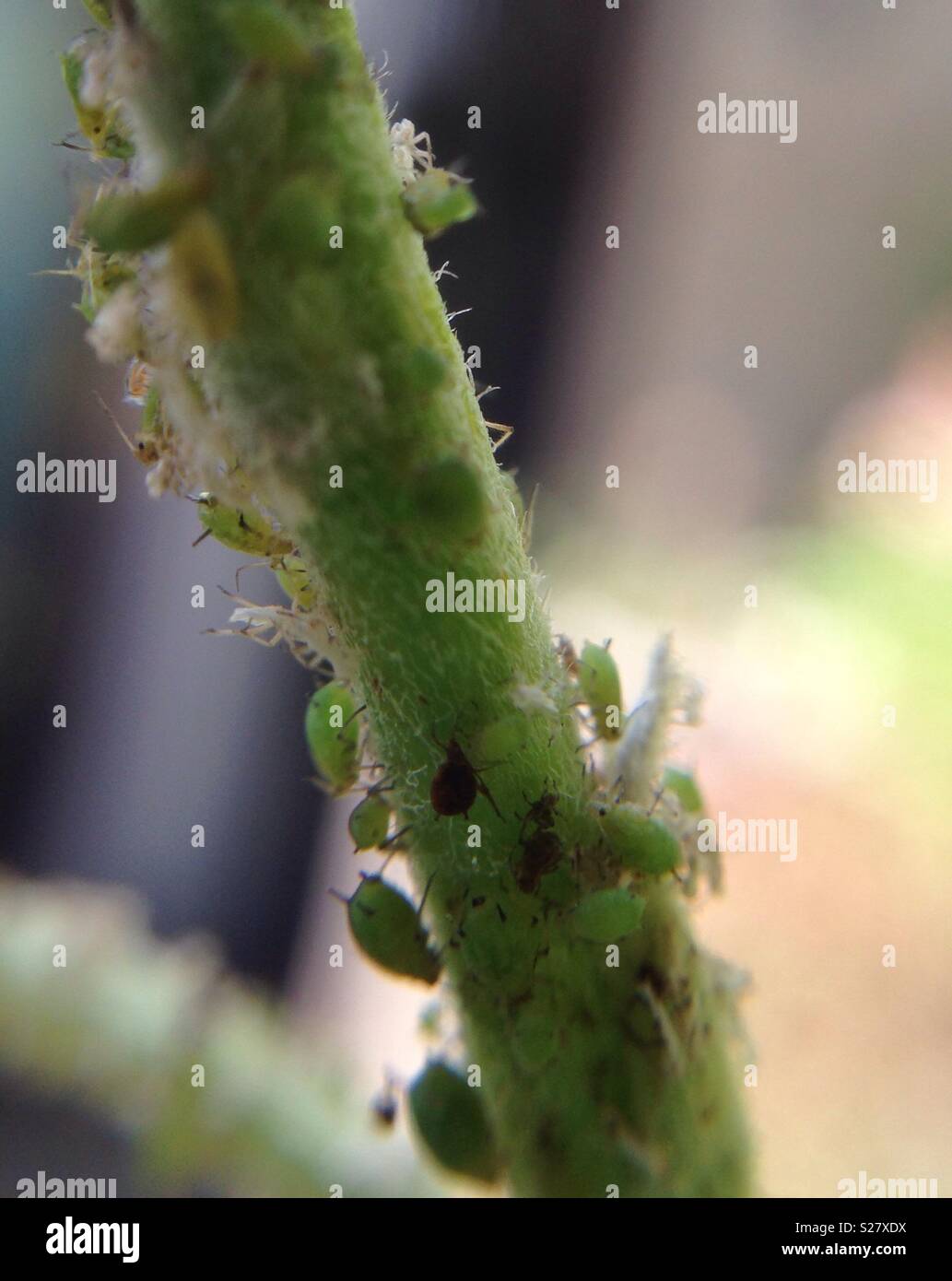 Apple pest hi-res stock photography and images - Alamy