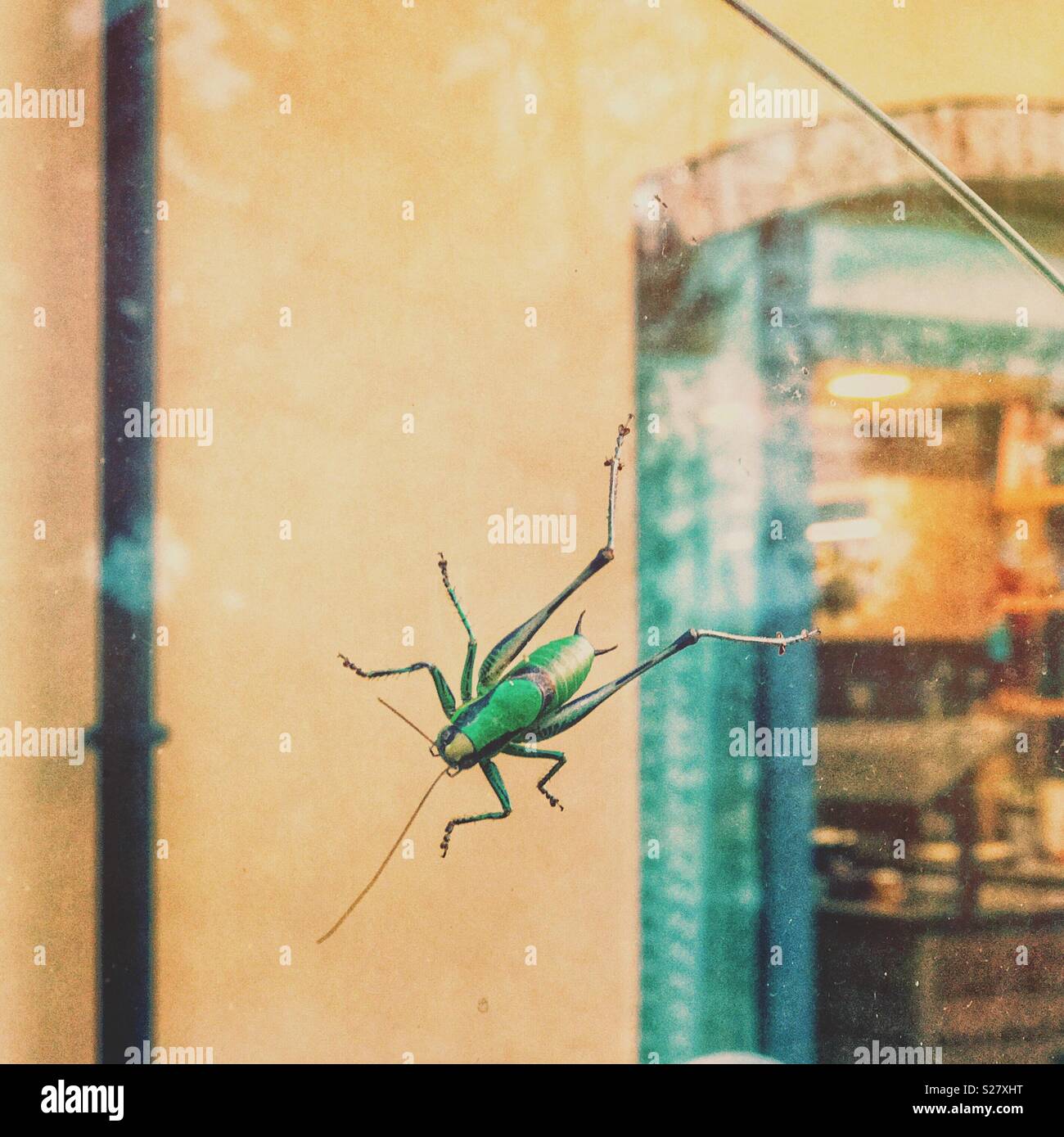 Summer insect hi-res stock photography and images - Alamy