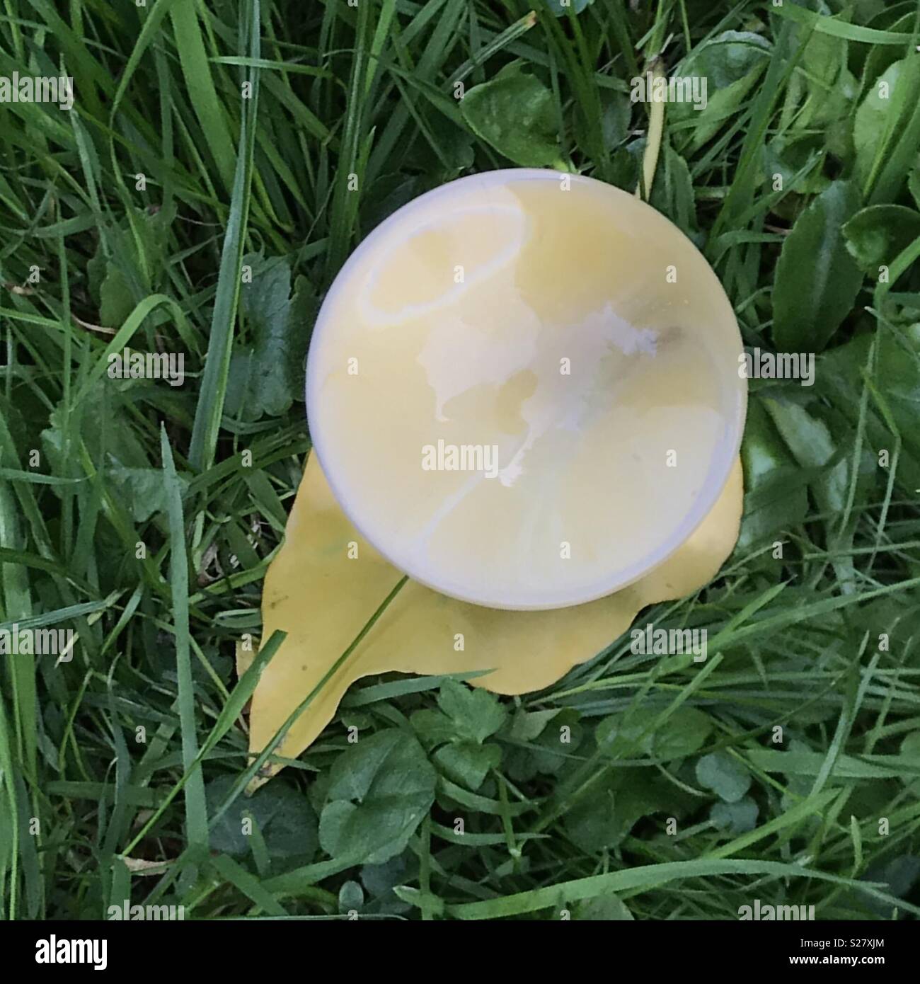 Yellow pearl hi-res stock photography and images - Alamy