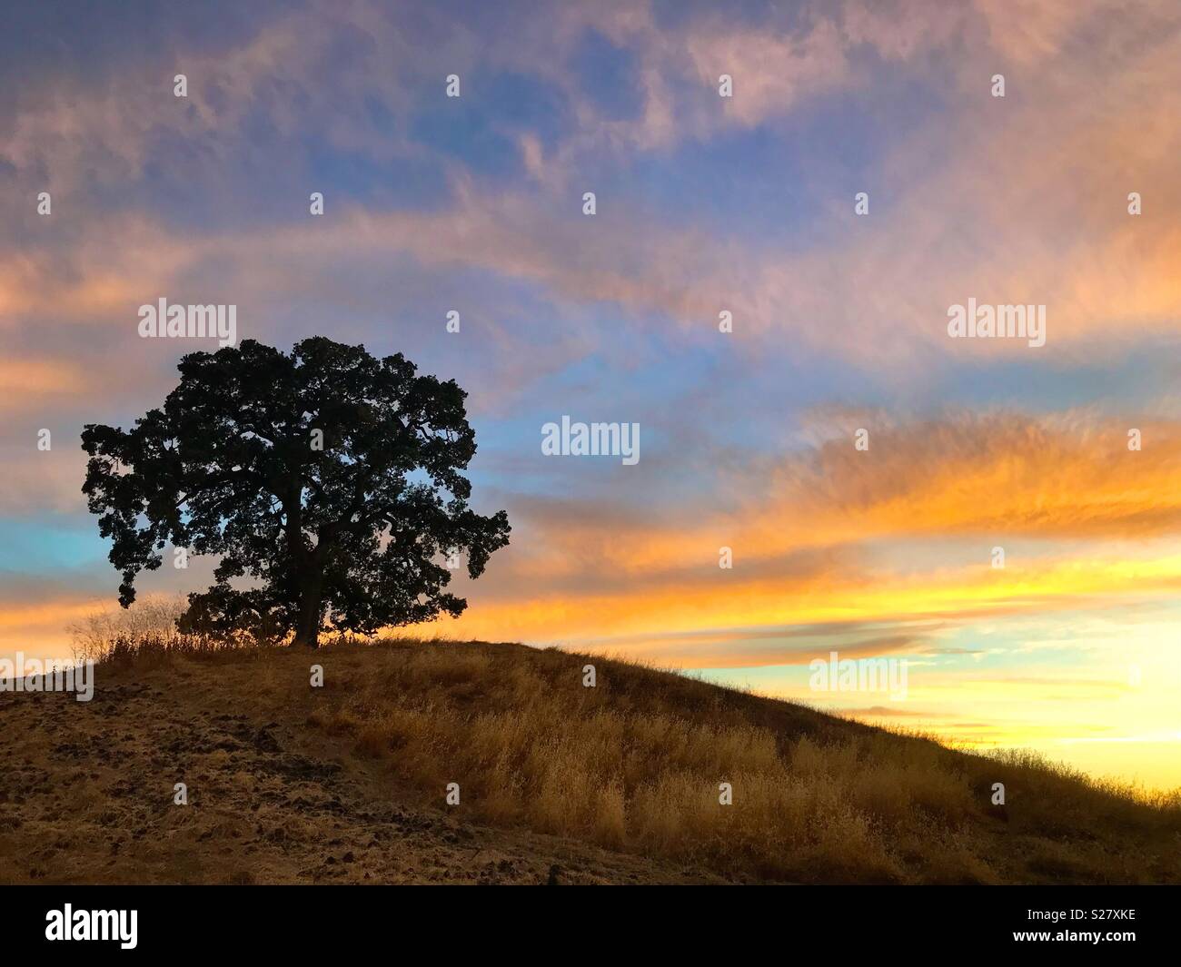 Oak tree on hill with sunset clouds Stock Photo - Alamy