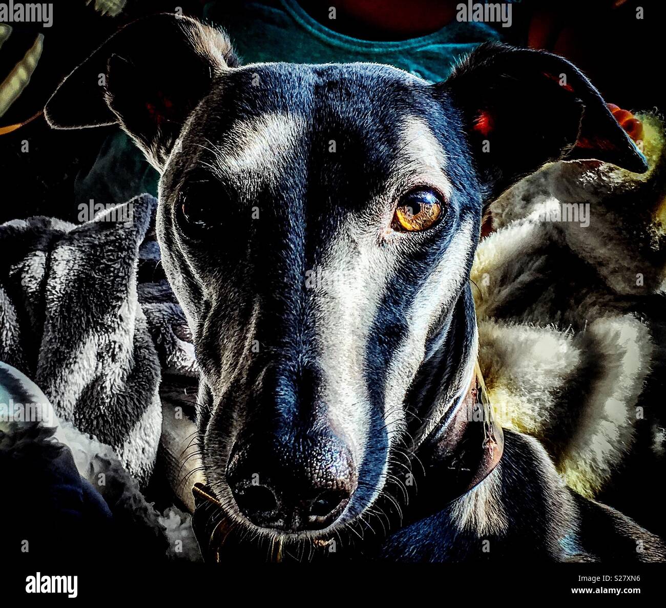 Lifestyle whippet hi-res stock photography and images - Alamy