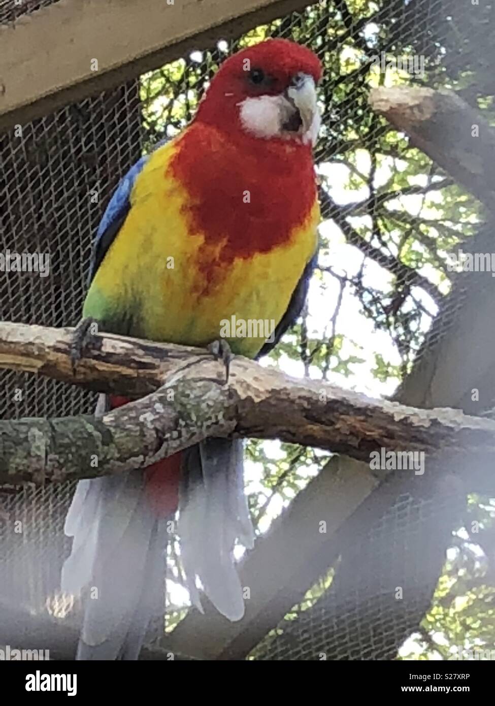 Beautiful parakeets hi-res stock photography and images - Alamy