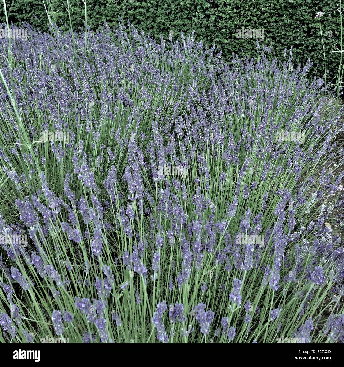 Lavender foliage hi-res stock photography and images - Alamy