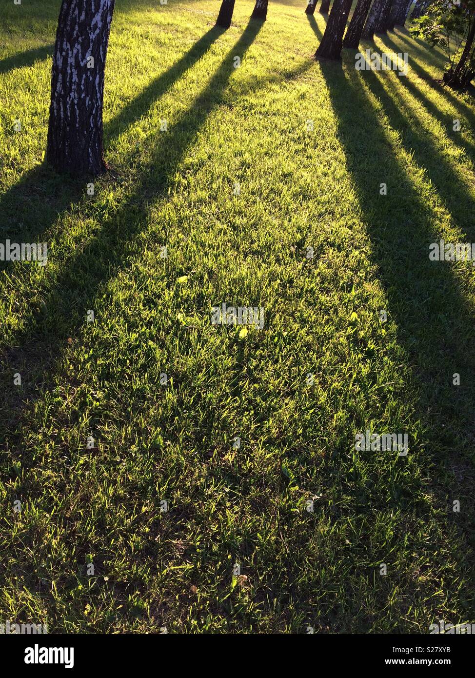 Birch trees casting long shadows on the grass Stock Photo - Alamy