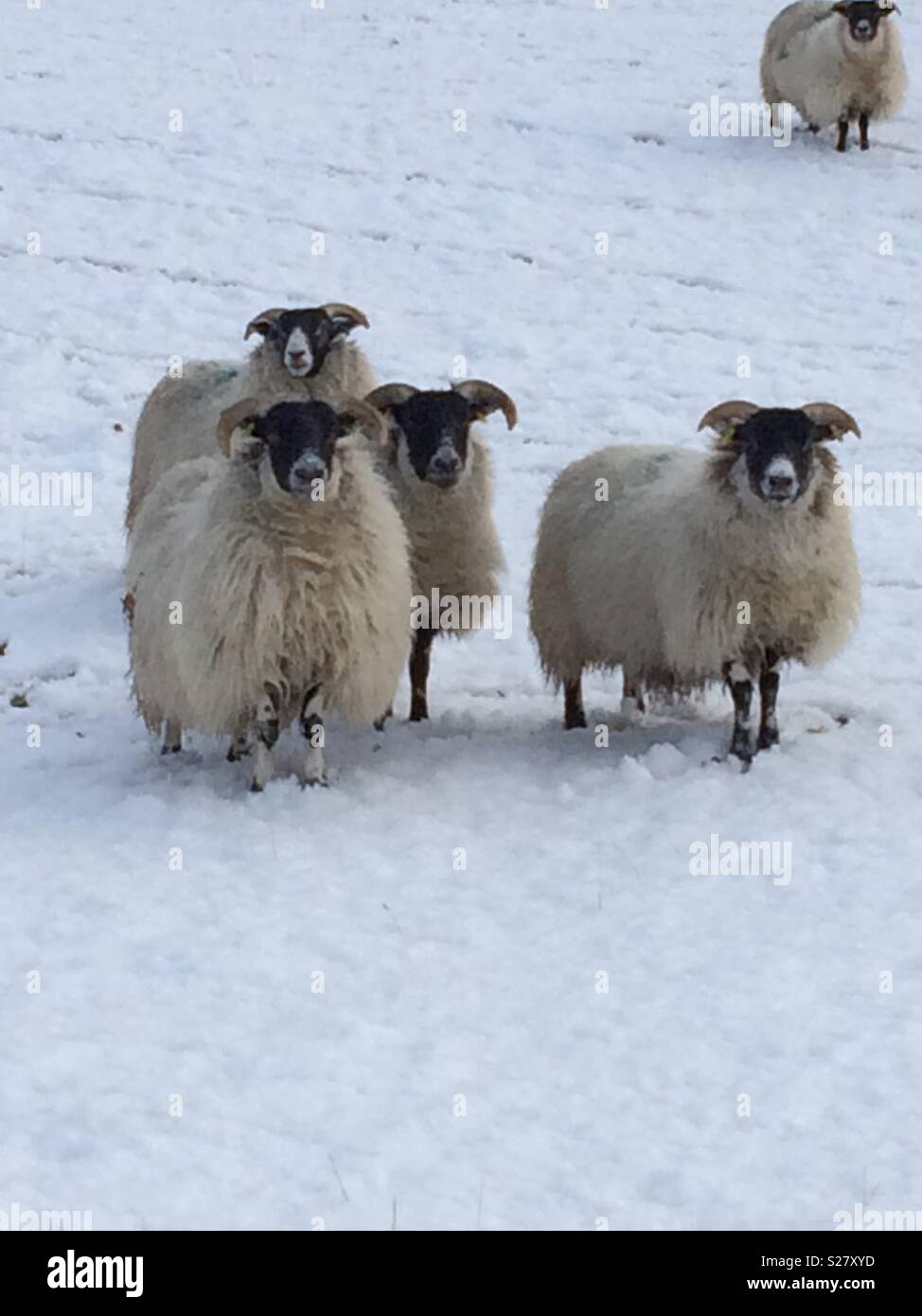 Snow sheep hi-res stock photography and images - Alamy