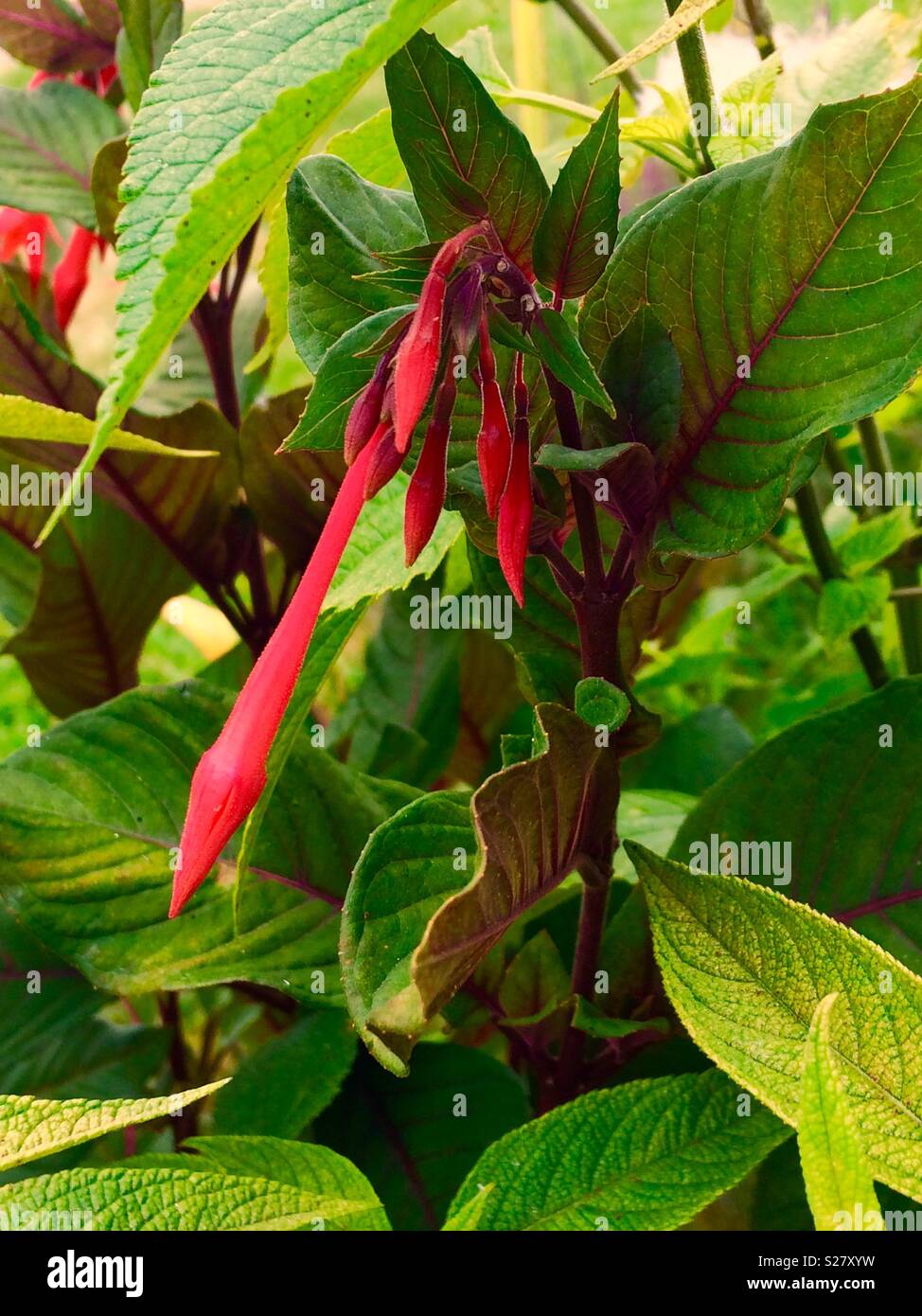 Hot plant hi-res stock photography and images - Alamy