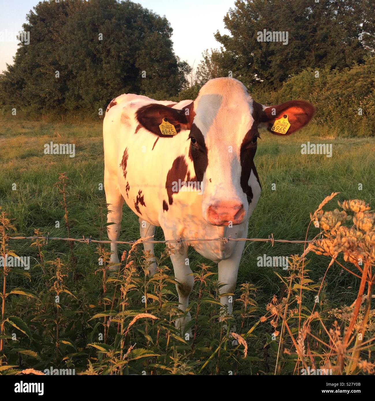 Golden cow hi-res stock photography and images - Alamy