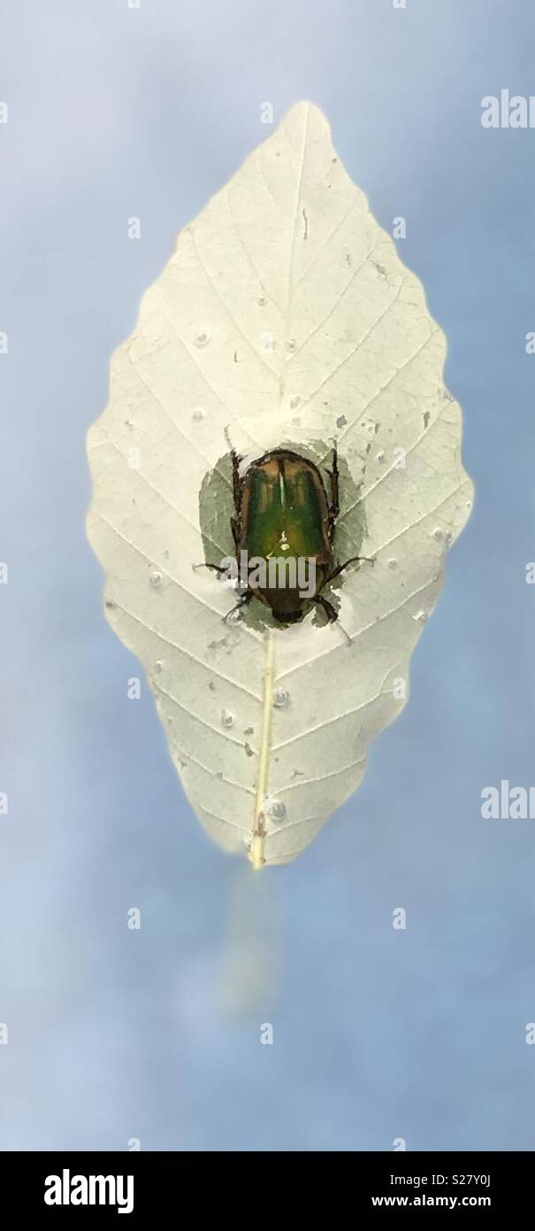 Green bug in pool Stock Photo - Alamy