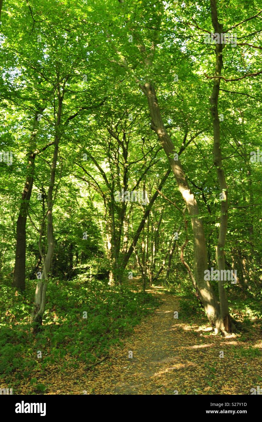 Sunlight through the woods Stock Photo - Alamy