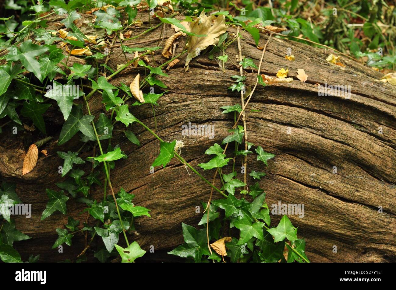 Ivy covered trunk hi-res stock photography and images - Alamy
