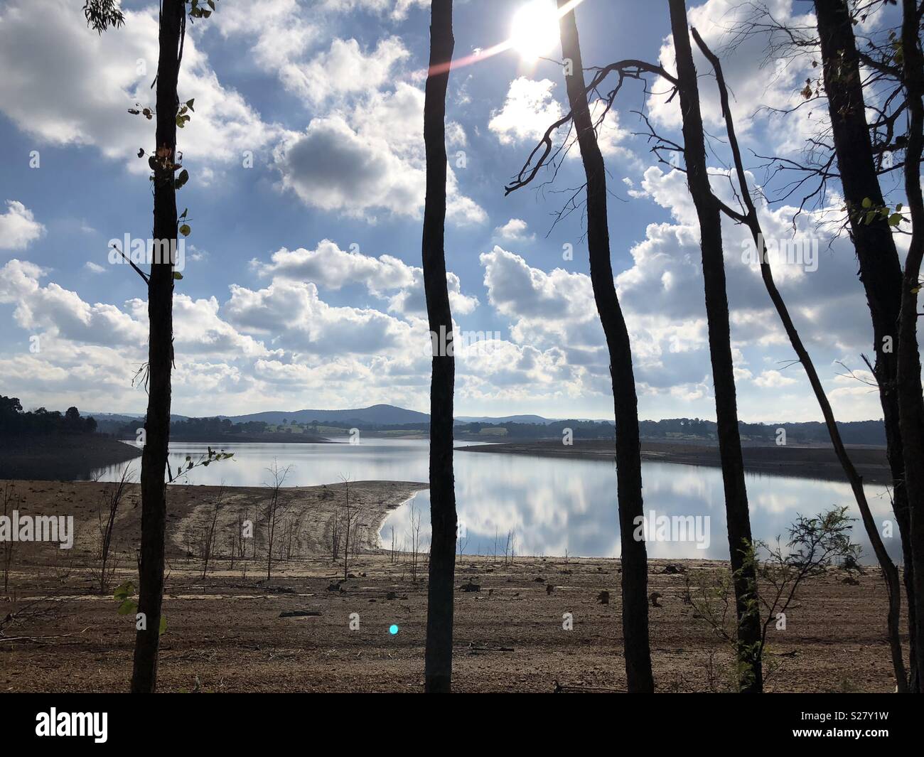 Thin Tall Trees High Resolution Stock Photography and Images - Alamy
