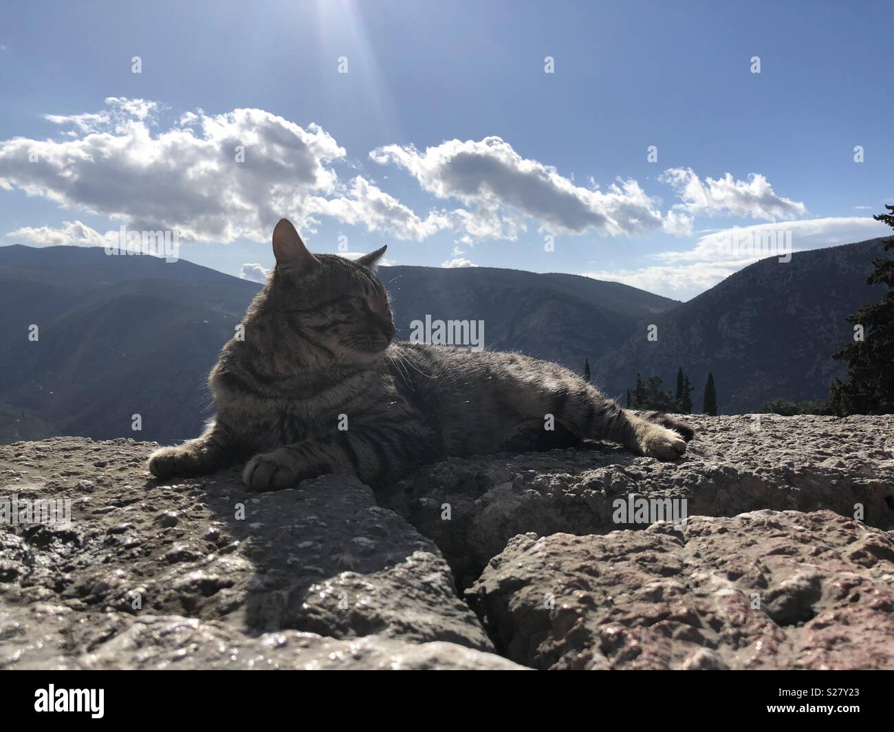 Sunbathing Cat High Resolution Stock Photography and Images - Alamy