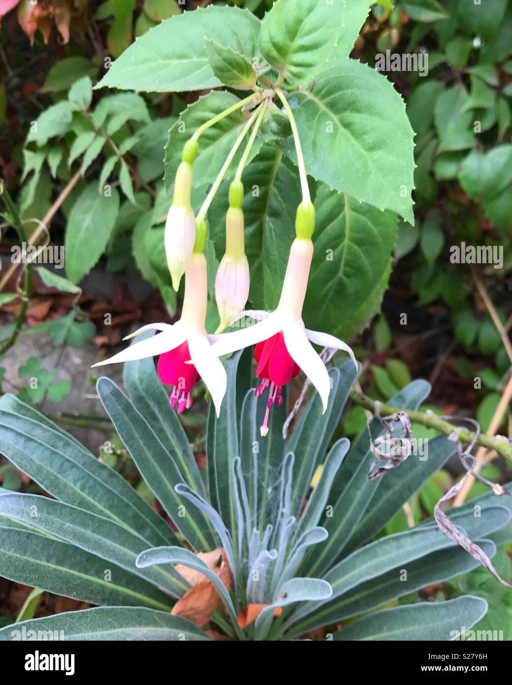 Plants of ecuador hi-res stock photography and images - Alamy