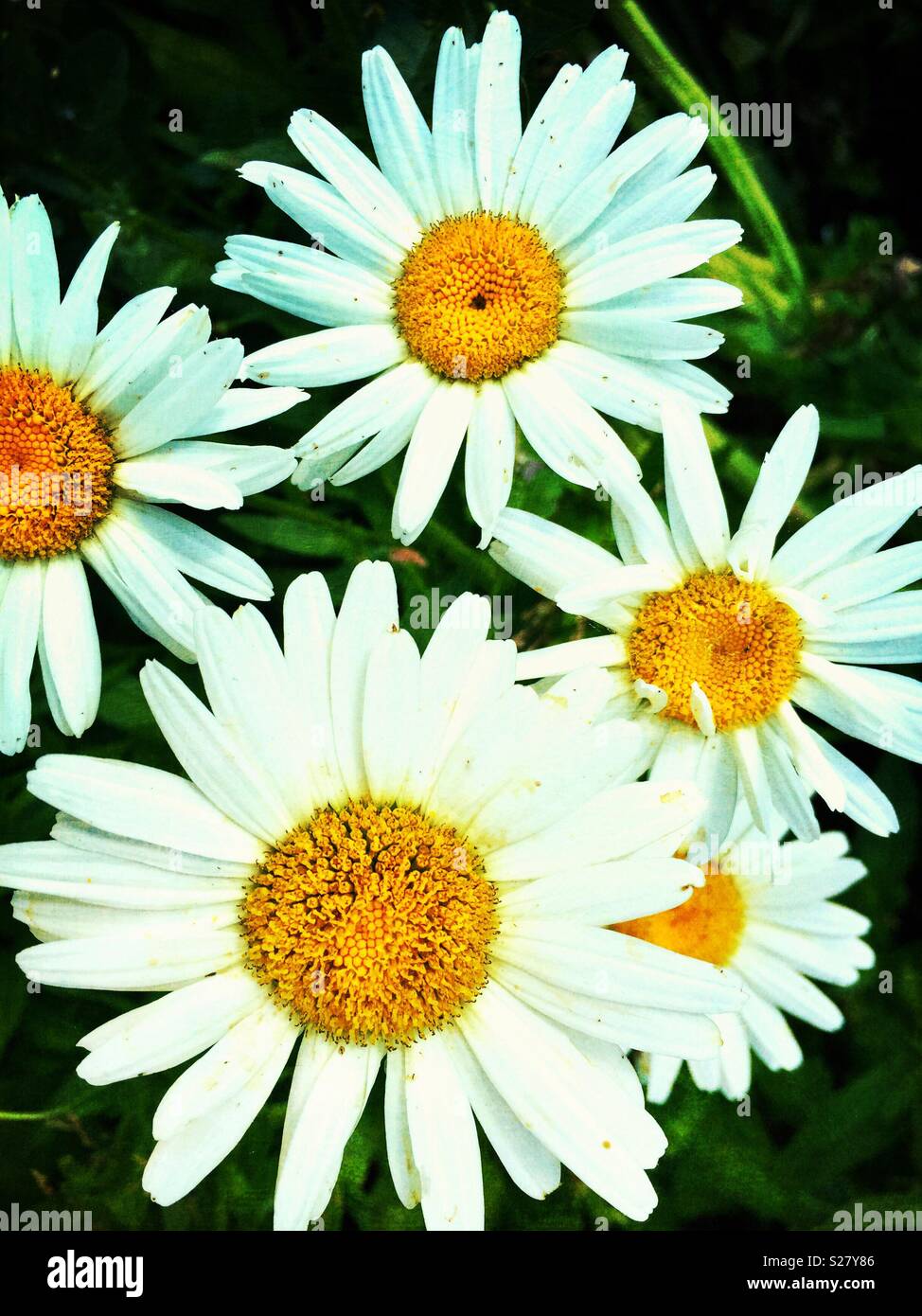Beautiful oxeye daisies hi-res stock photography and images - Alamy