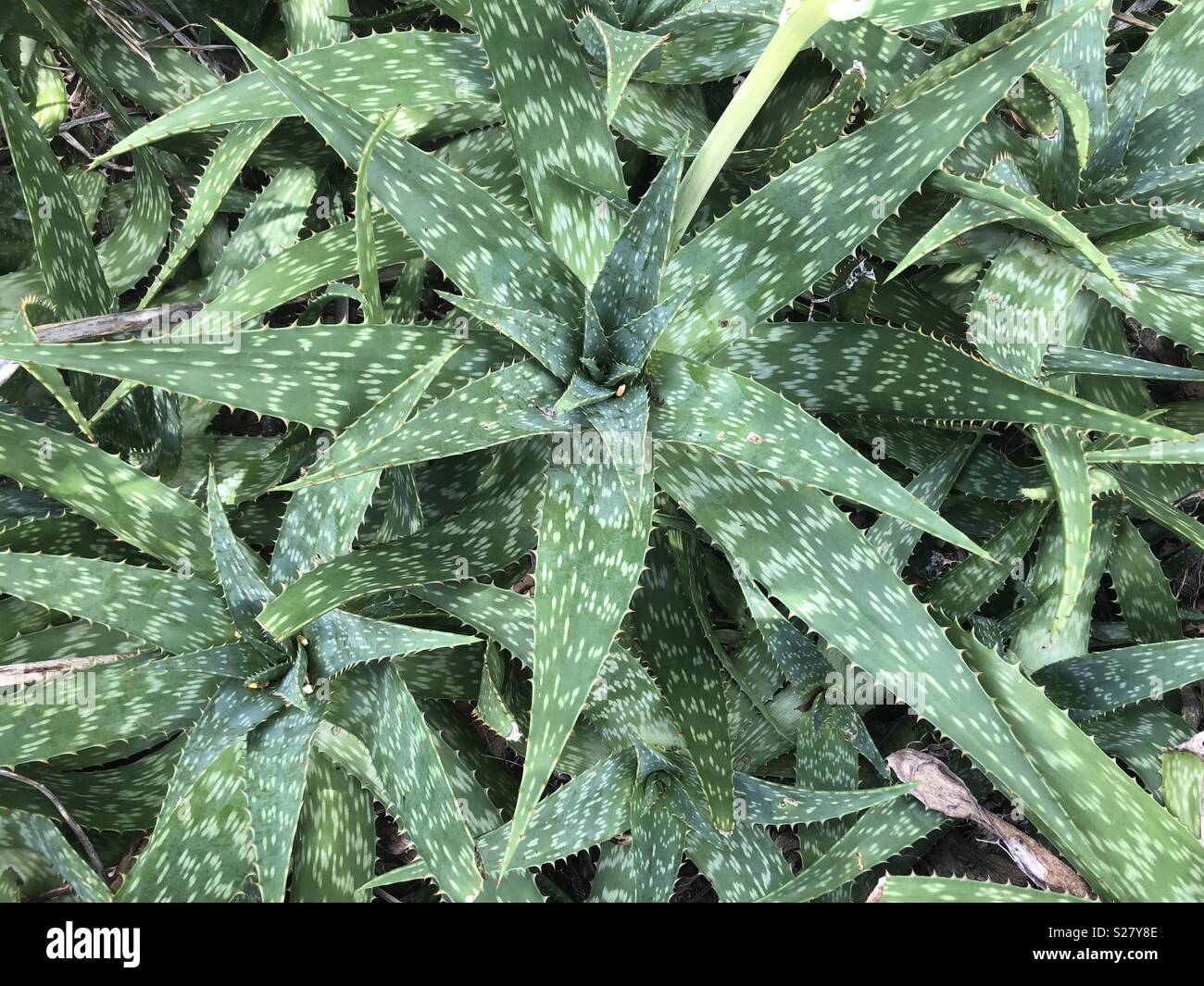Aloe vera plant close up Stock Photo - Alamy